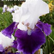 Tall Bearded Iris (Iris 'Snowmound') in the Irises Database - Garden.org