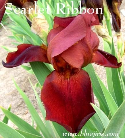 Tall Bearded Iris (Iris 'Scarlet Ribbon') in the Irises Database ...