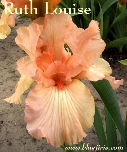 Tall Bearded Iris (Iris 'Ruth Louise') in the Irises Database - Garden.org
