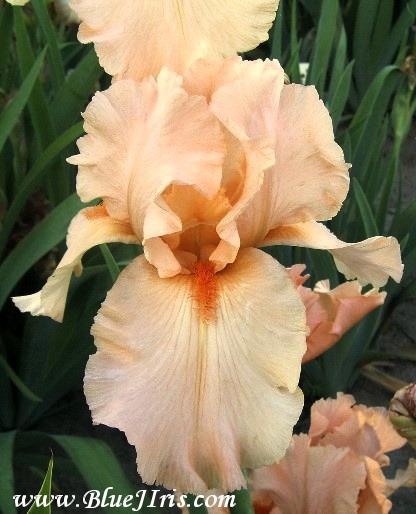 Tall Bearded Iris (Iris 'Ruth Walker') in the Irises Database - Garden.org