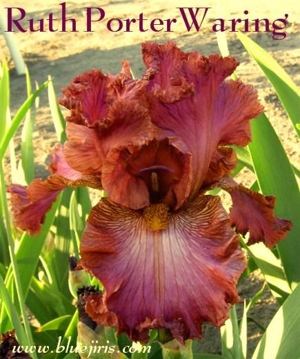 Tall Bearded Iris (Iris 'Ruth Porter Waring') in the Irises Database ...