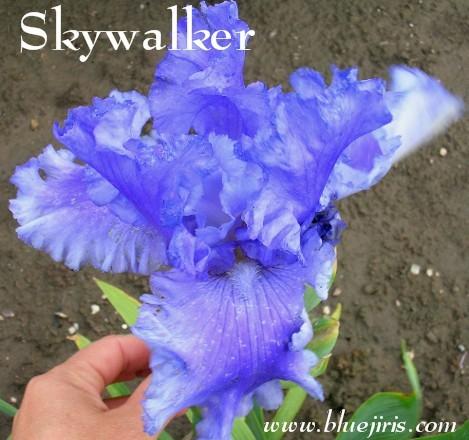 Photo of the bloom of Tall Bearded Iris (Iris 'Skywalker') posted by ...