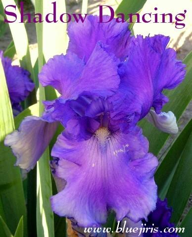 Tall Bearded Iris (Iris 'Shadow Dancing') in the Irises Database ...