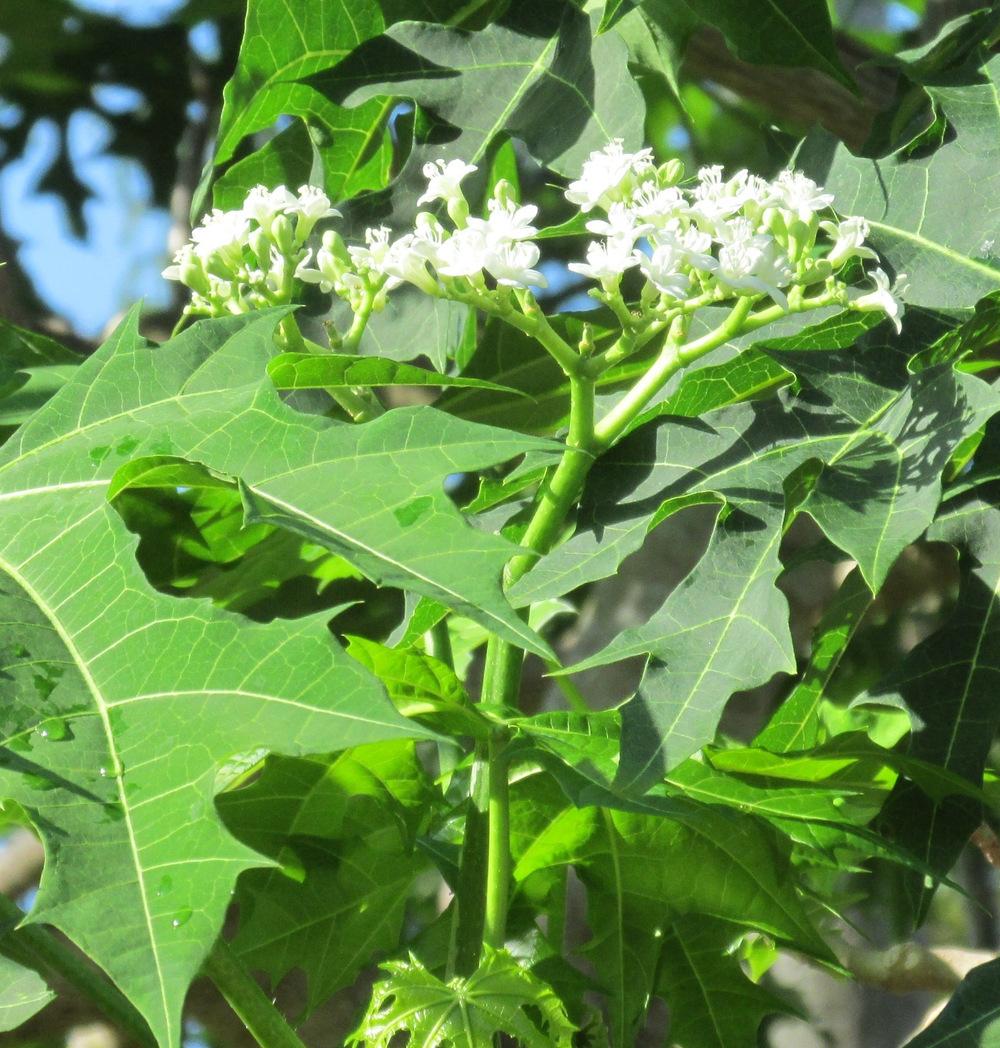 Photo of the bloom of Chaya (Cnidoscolus aconitifolius) posted by ...