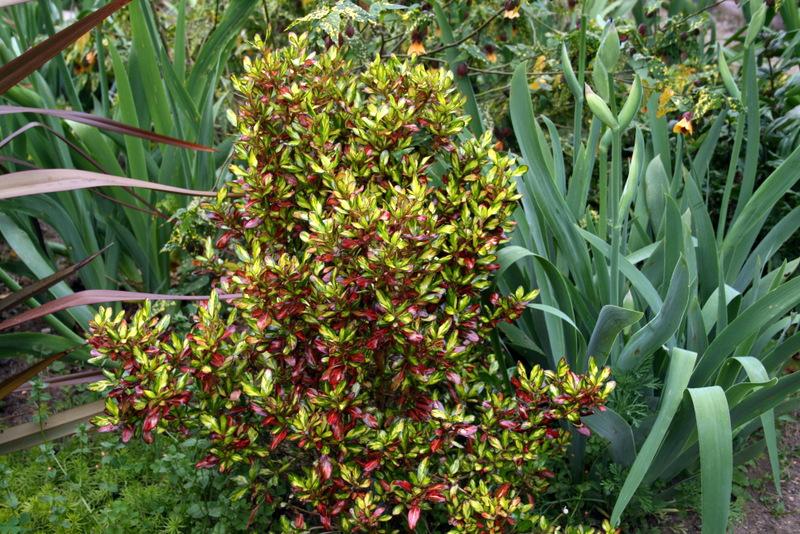 Photo of the entire plant of Australian Mirror Bush (Coprosma 'Evening ...