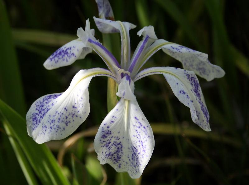 Photo of the bloom of Species Iris (Iris laevigata 'Mottled Beauty ...