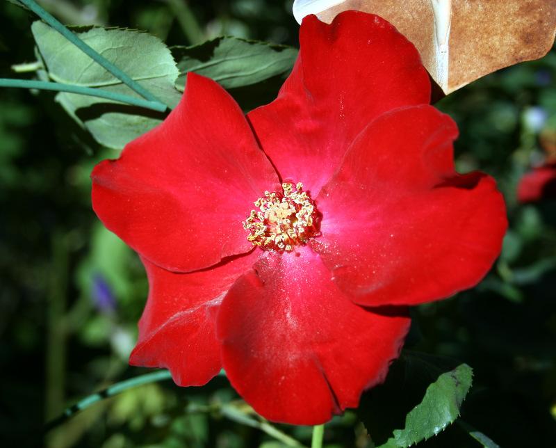 Photo of the bloom of Rose (Rosa 'Altissimo') posted by Calif_Sue ...