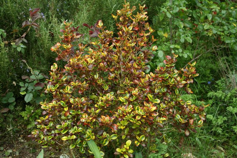 Photo of the entire plant of Mirror Bush (Coprosma repens 'Tequila ...