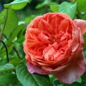 Photo of the bloom of Rose (Rosa 'Summer Song') posted by cliftoncat ...