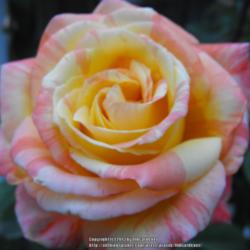 Rose (Rosa 'Tropical Sunset') in the Roses Database - Garden.org