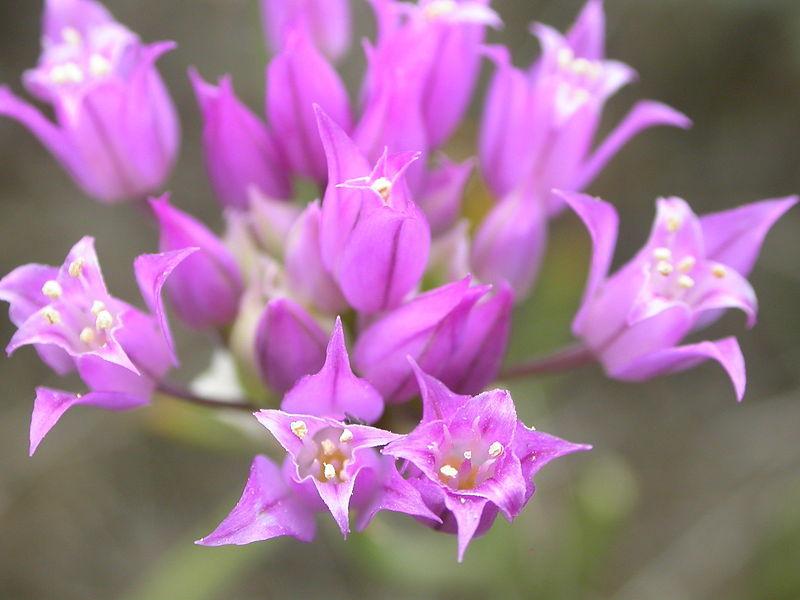 Photo of the bloom of Tapertip Onion (Allium acuminatum) posted by ...