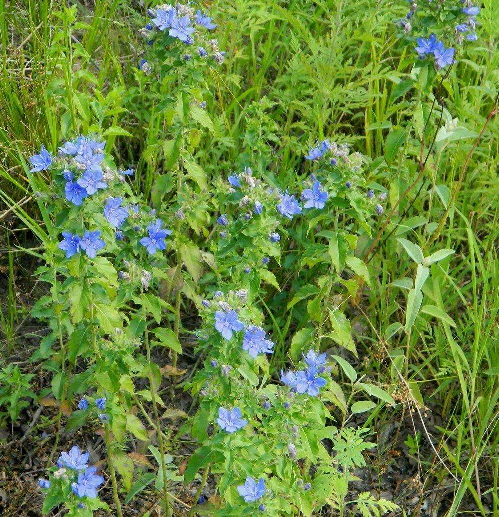 Photo of the entire plant of Blue Water Leaf (Hydrolea ovata) posted by ...