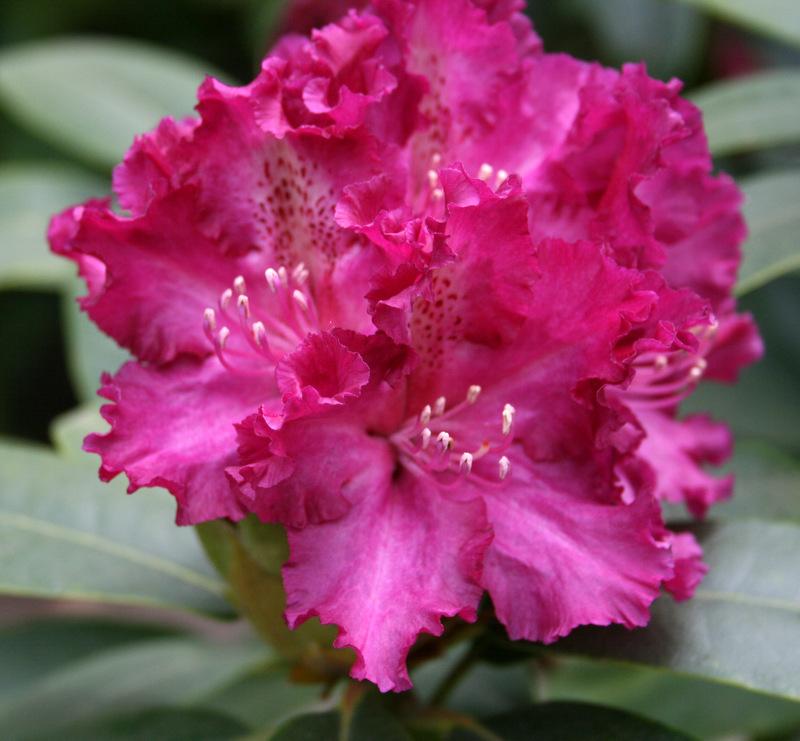 Rhododendron 'Purple Lace' in the Rhododendrons Database - Garden.org