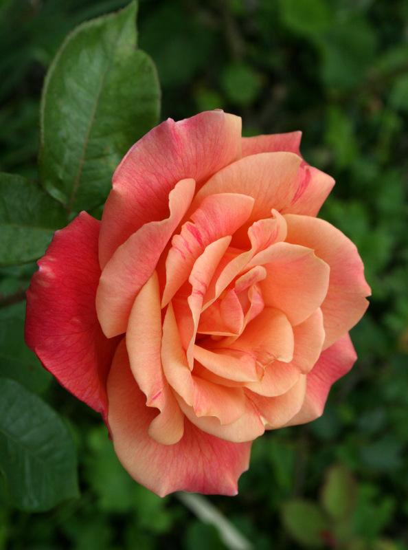 Photo of the bloom of Rose (Rosa 'Autumn') posted by Calif_Sue - Garden.org