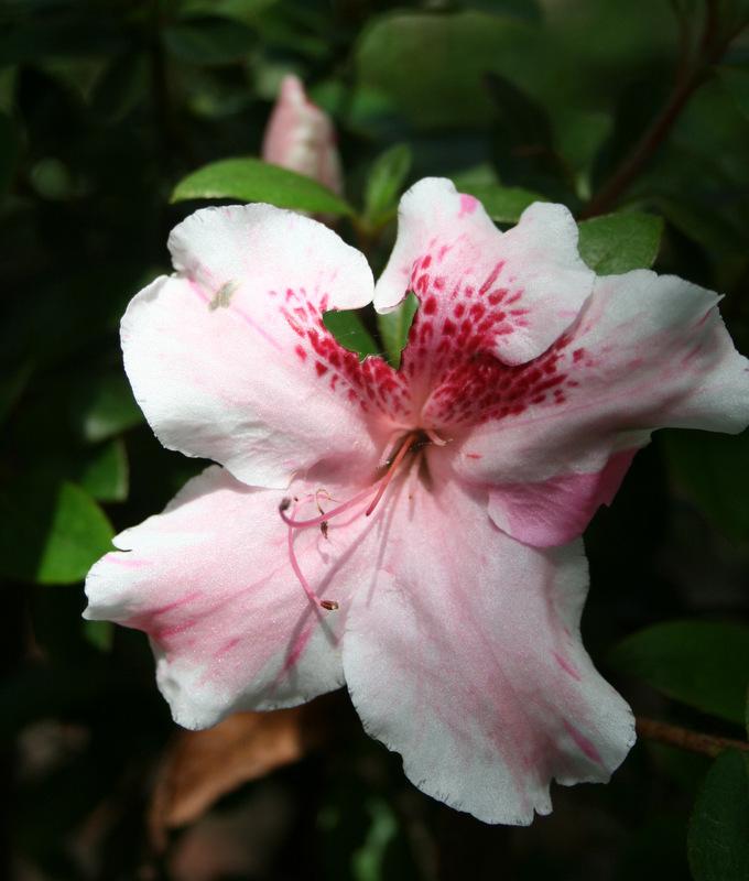 Azalea (Rhododendron 'Lady Robin') in the Rhododendrons Database ...