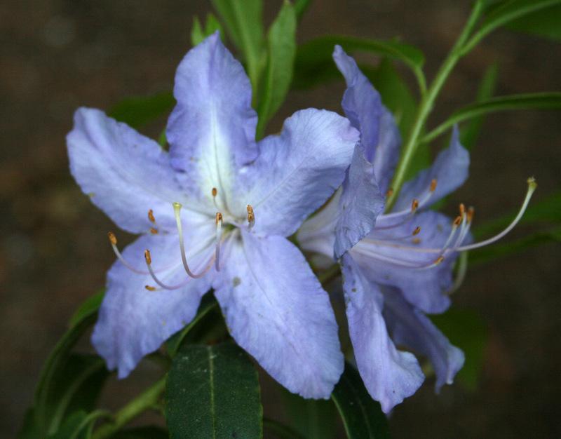 Rhododendron (Rhododendron augustinii 'Barto Blue') in the ...