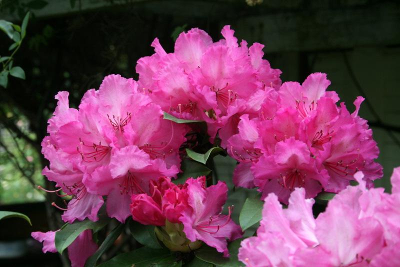 Photo of the bloom of Rhododendron 'Anna Rose Whitney' posted by Calif ...