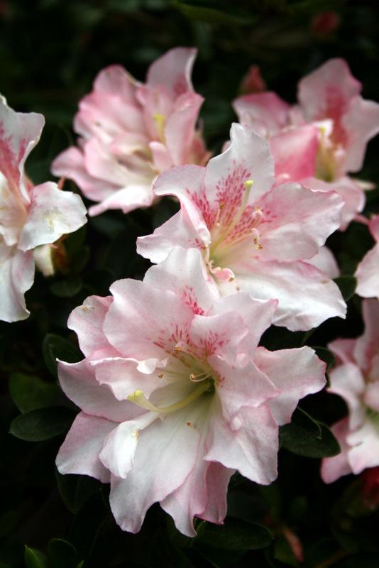 Azalea (Rhododendron 'Nancy of Robin Hill') in the Rhododendrons ...