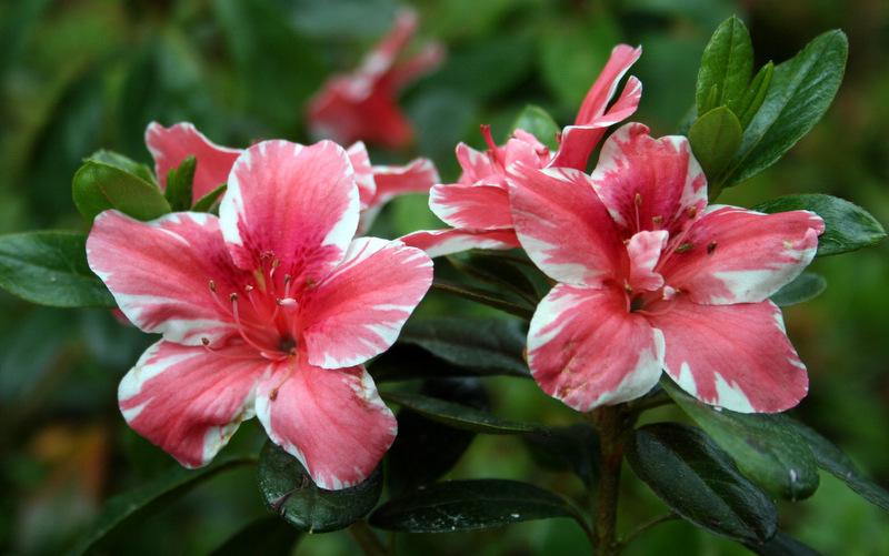 Azalea (Rhododendron 'Surprise') in the Rhododendrons Database - Garden.org