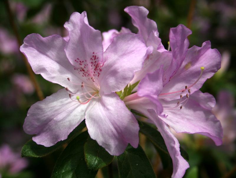 Azalea (Rhododendron 'S.I.P.A.') in the Rhododendrons Database - Garden.org