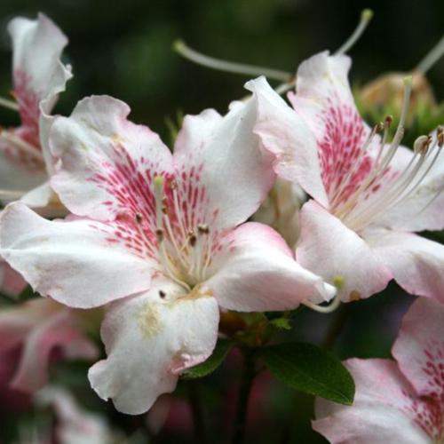 Azalea (Rhododendron 'Nuccio's Melody Lane') in the Rhododendrons ...