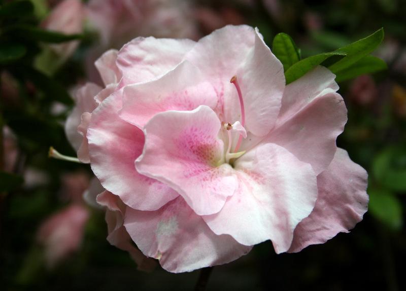 Azalea (Rhododendron 'First Prize') in the Rhododendrons Database ...