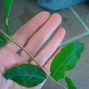 Photo of the seed pods or heads of Coral Honeysuckle (Lonicera ...
