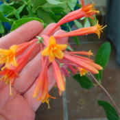 Photo of the seed pods or heads of Coral Honeysuckle (Lonicera ...
