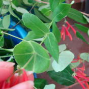 Photo of the seed pods or heads of Coral Honeysuckle (Lonicera ...