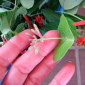 Photo of the seed pods or heads of Coral Honeysuckle (Lonicera ...