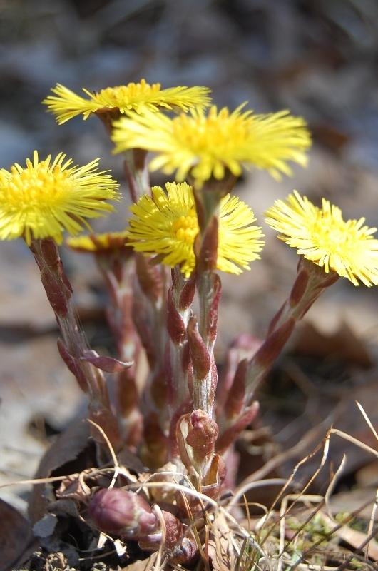 Photo of the stem, scape, stalk or bark of Coltsfoot (Tussilago farfara ...