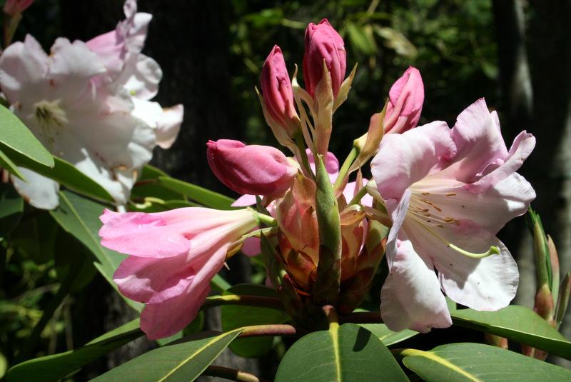 Rhododendron 'Loderi Venus' in the Rhododendrons Database - Garden.org