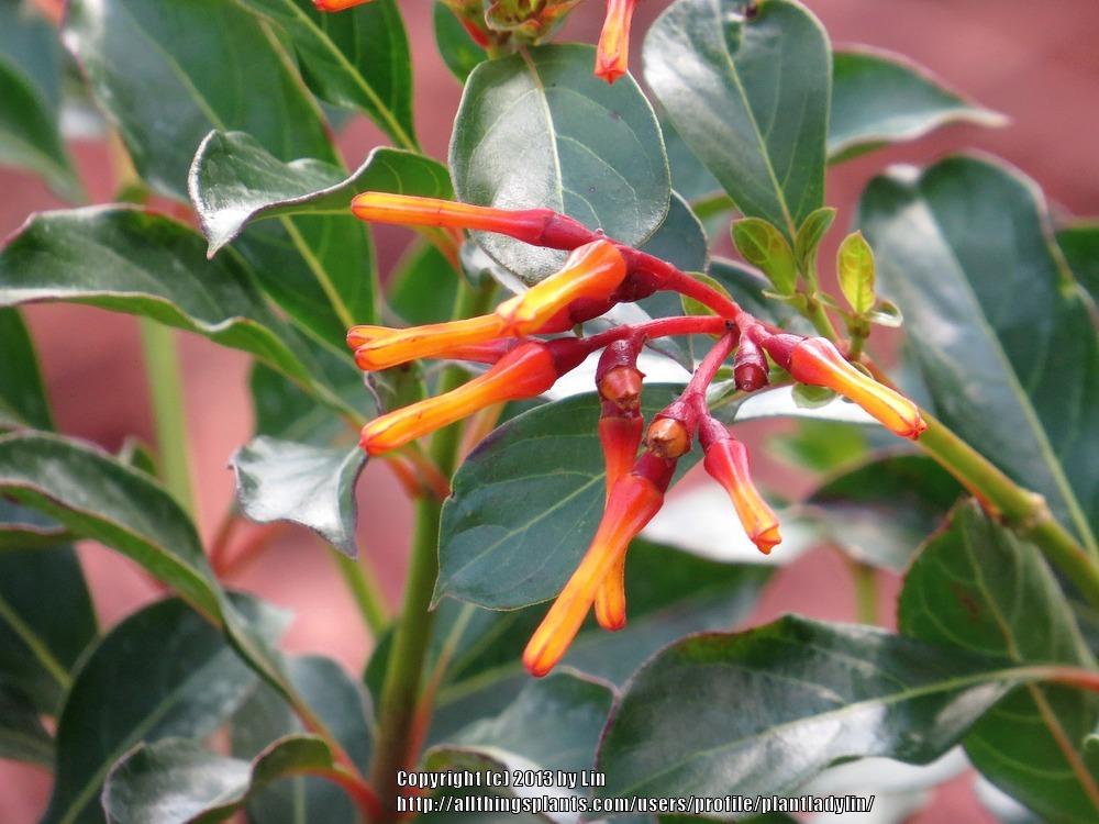 Photo of the bloom of Dwarf Mexican Firebush (Hamelia patens 'Compacta ...