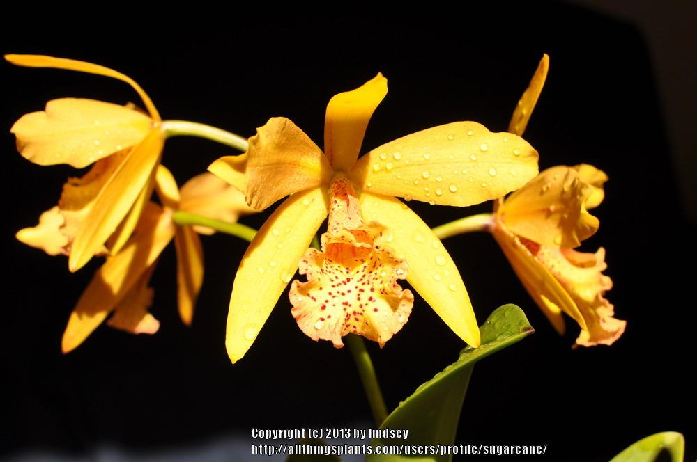 I'm downsizing my collection! in the Orchids forum - Garden.org