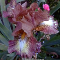 Tall Bearded Iris (Iris 'Raspberry Fudge') in the Irises Database ...