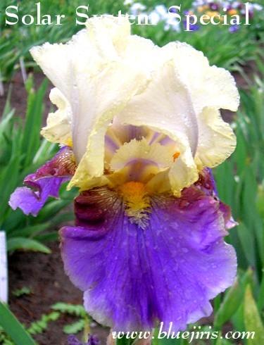 Tall Bearded Iris (Iris 'Solar System Special') in the Irises Database ...
