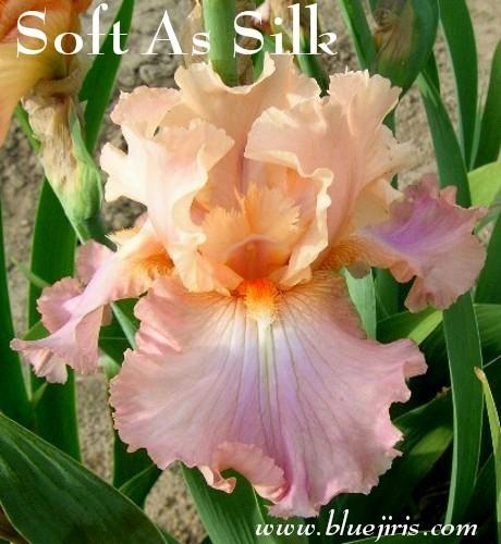 Tall Bearded Iris (Iris 'Soft as Silk') in the Irises Database - Garden.org