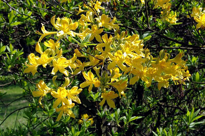 Photo of the bloom of Pontic Azalea (Rhododendron luteum) posted by ...