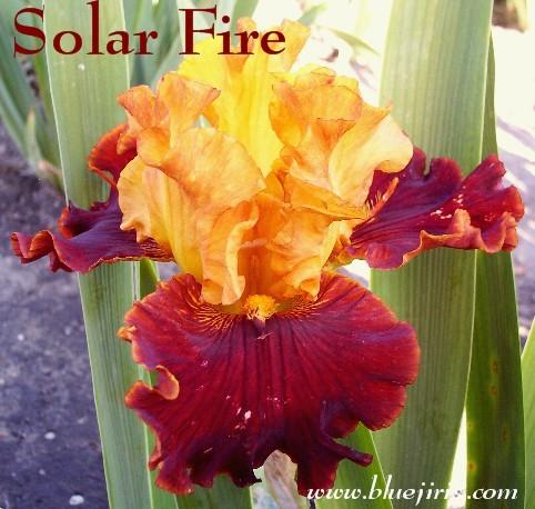 Photo of the bloom of Tall Bearded Iris (Iris 'Solar Fire') posted by ...