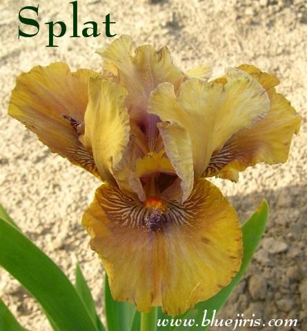 Intermediate Bearded Iris (Iris 'Splat') in the Irises Database ...
