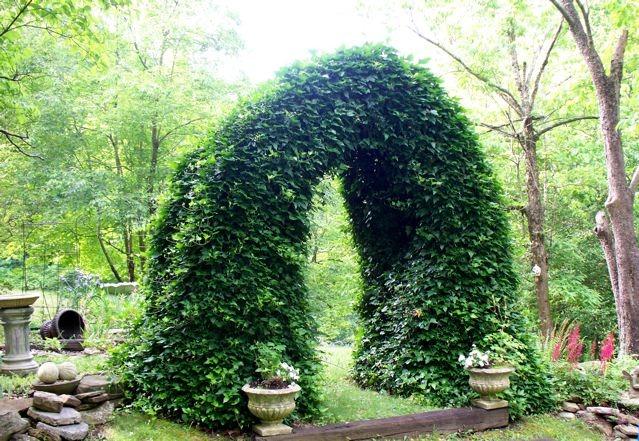 In Support of Vines and Climbers - Garden.org