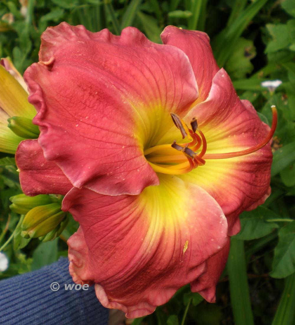 Daylily (Hemerocallis 'Dena Marie's Sister') in the Daylilies Database ...
