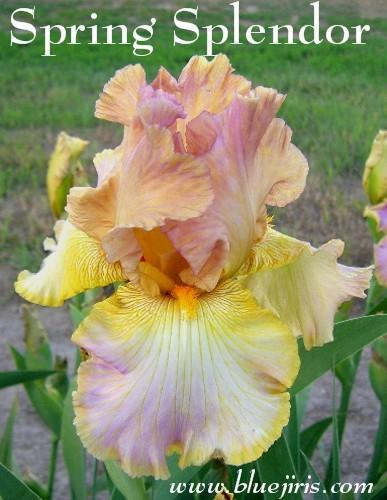 Photo of the bloom of Tall Bearded Iris (Iris 'Spring Splendor') posted ...