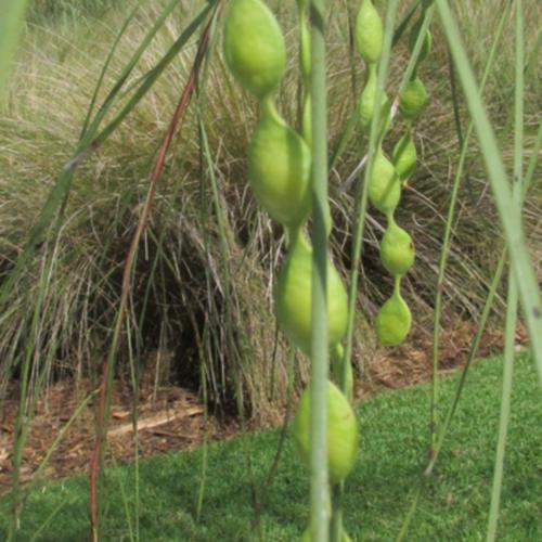 Shoestring Acacia (Acacia stenophylla) - Garden.org