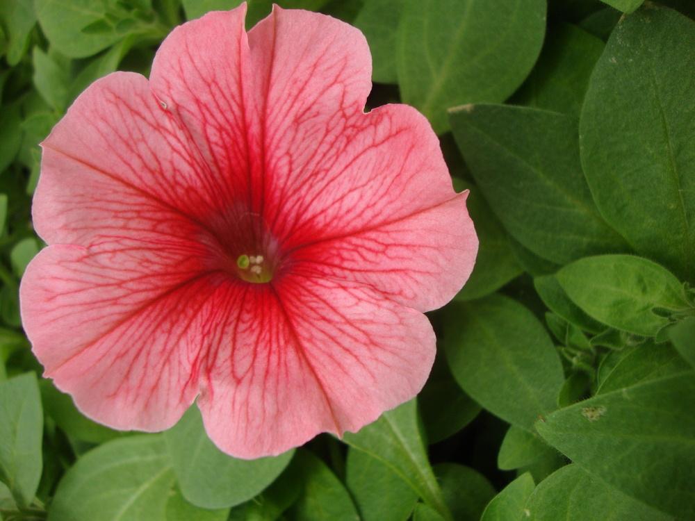 Multiflora Mounding Petunia (Petunia Potunia® Plus Strawberry Ice) in ...