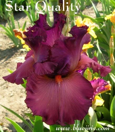 Tall Bearded Iris (Iris 'Star Quality') in the Irises Database - Garden.org