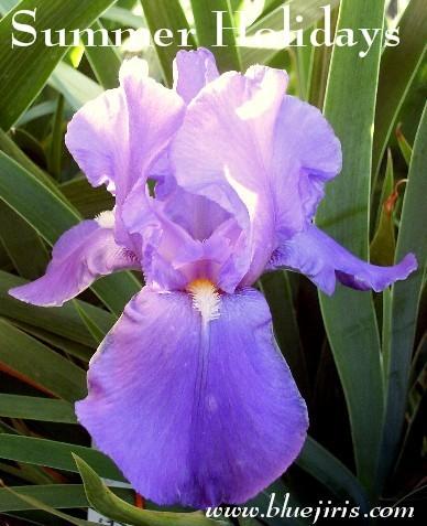 Tall Bearded Iris (Iris 'Summer Holidays') in the Irises Database ...