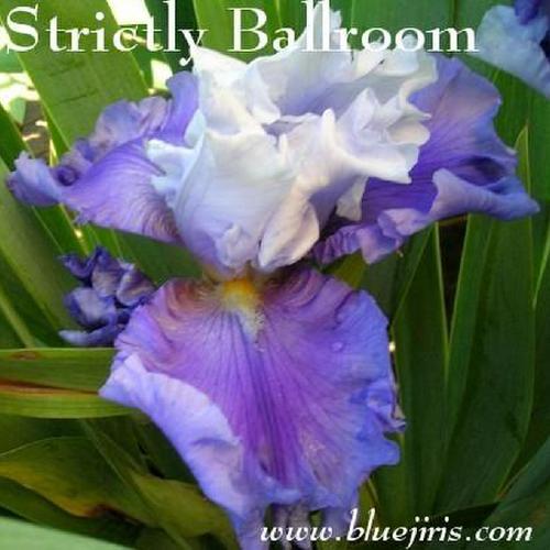 Tall Bearded Iris (Iris 'Strictly Ballroom') in the Irises Database - Garden.org