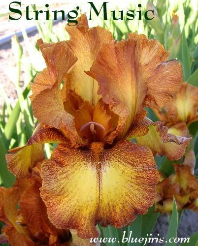 Tall Bearded Iris (Iris 'String Music') in the Irises Database - Garden.org
