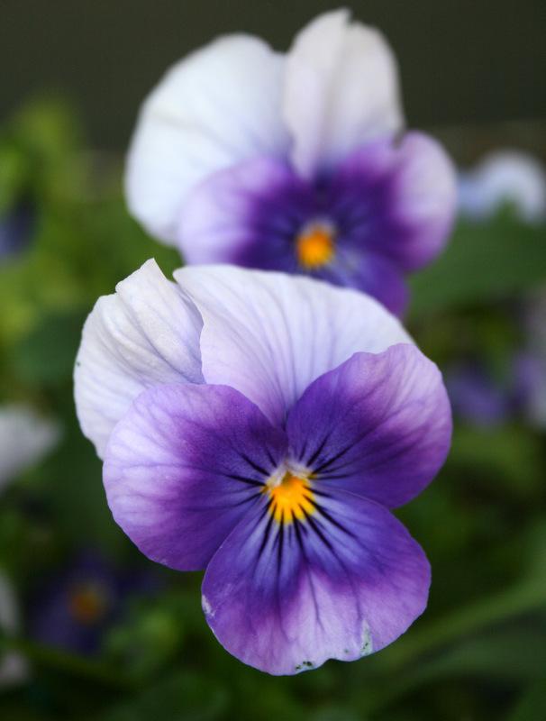 Violet (Viola cornuta Sorbet® XP Blueberry Frost) in the Violas ...